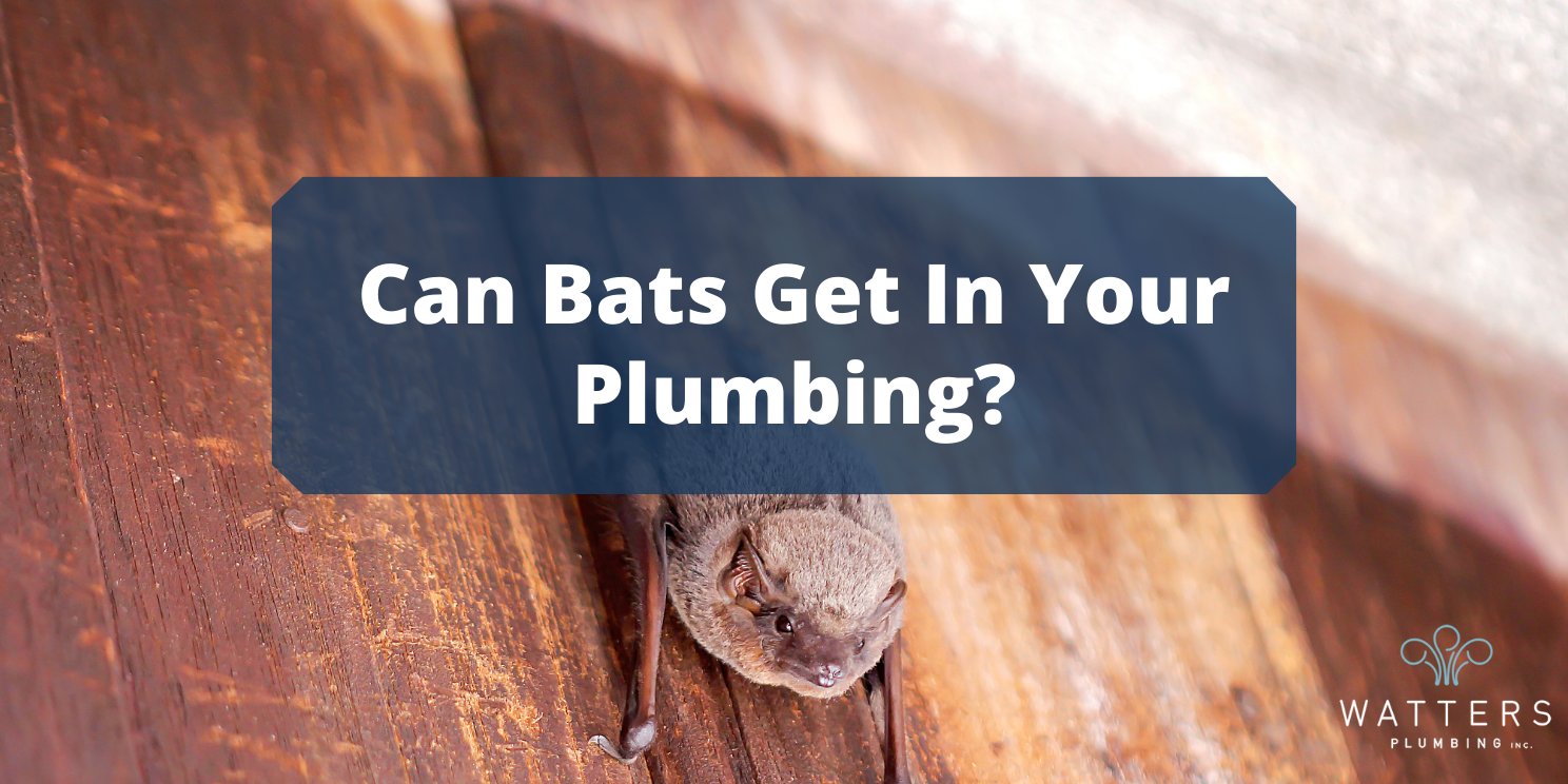 Can Bats Get in Your Plumbing? - Watters Plumbing